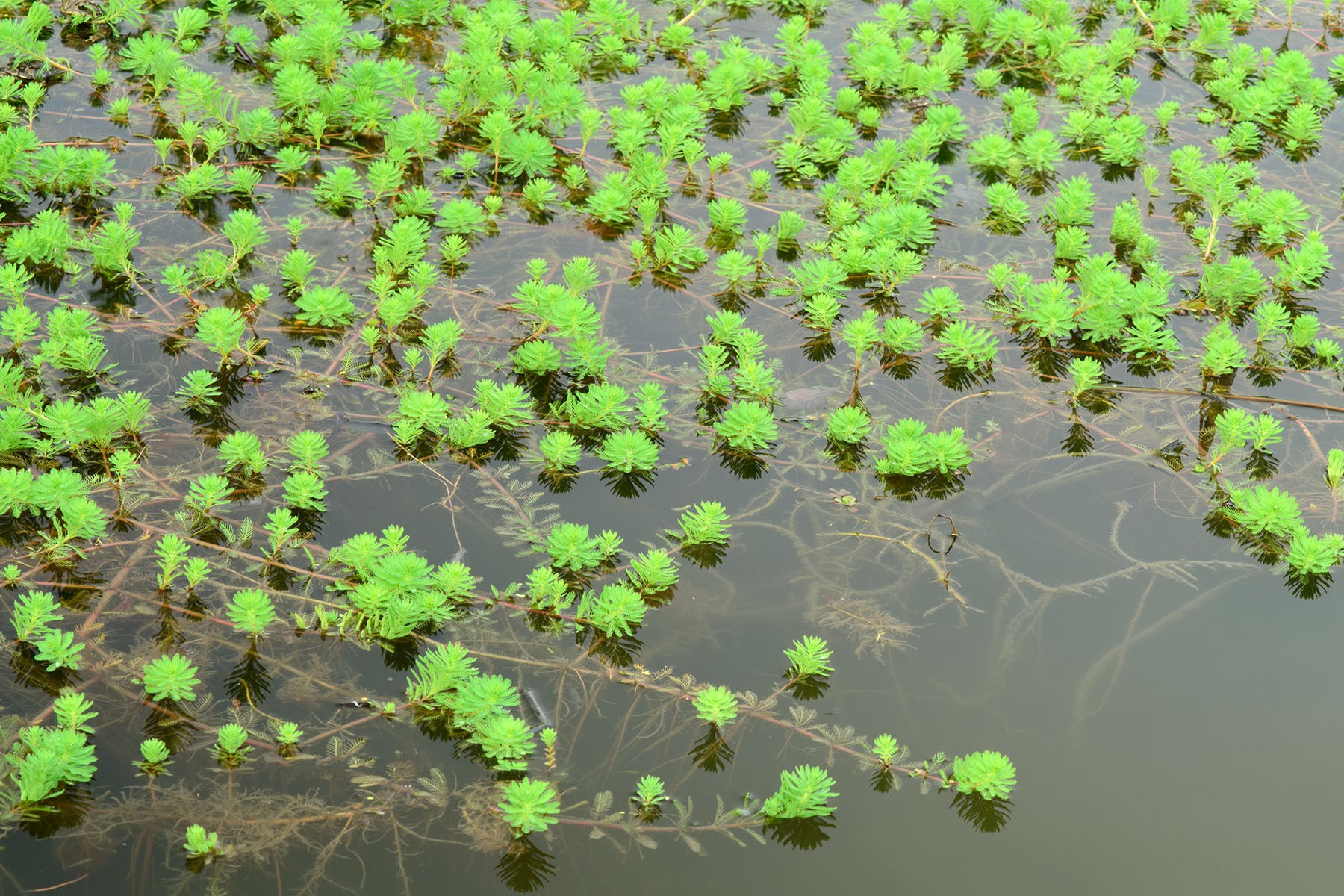 How to Avoid Spreading Invasive Species