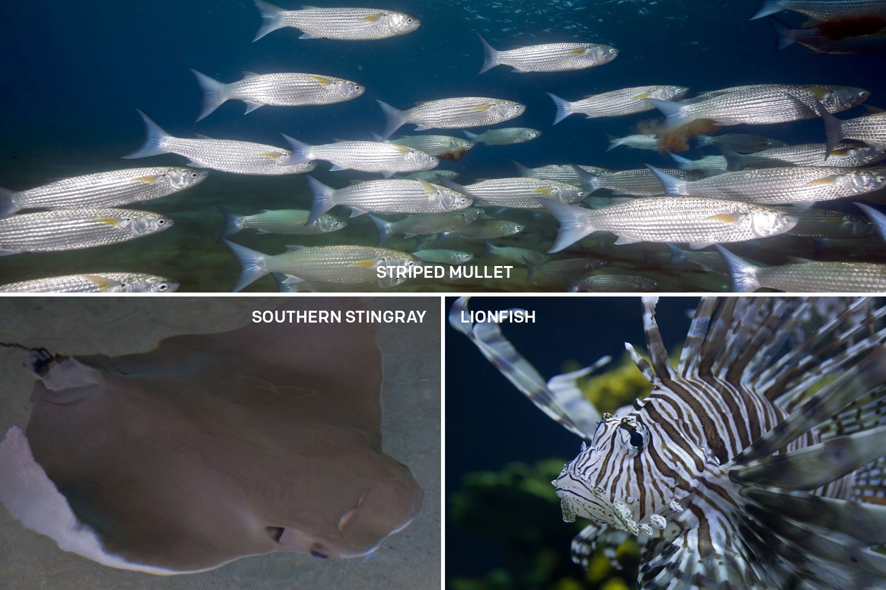 Identify Saltwater Fish - Bass Pro Shops and Cabela's Boating Centers